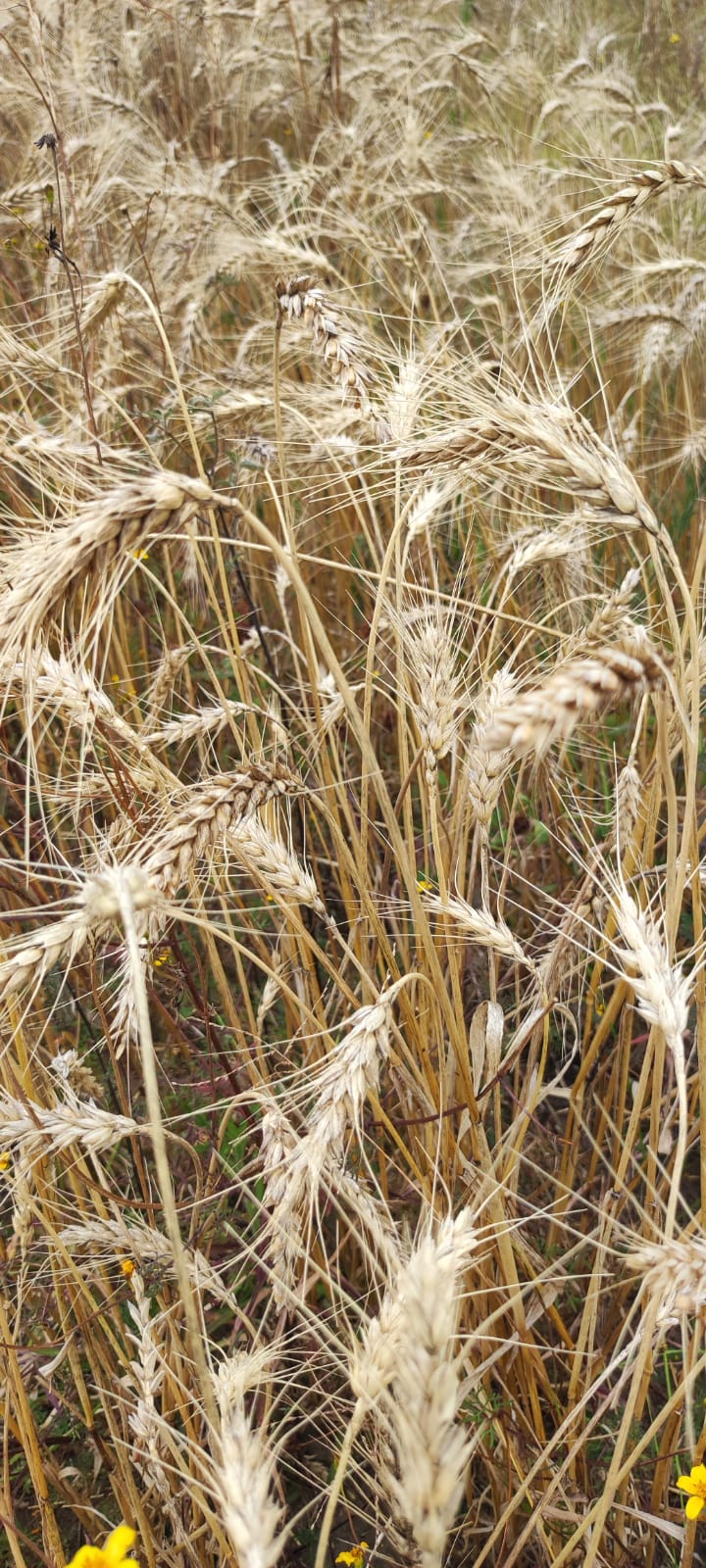 Trigo blanco – Atukpamba